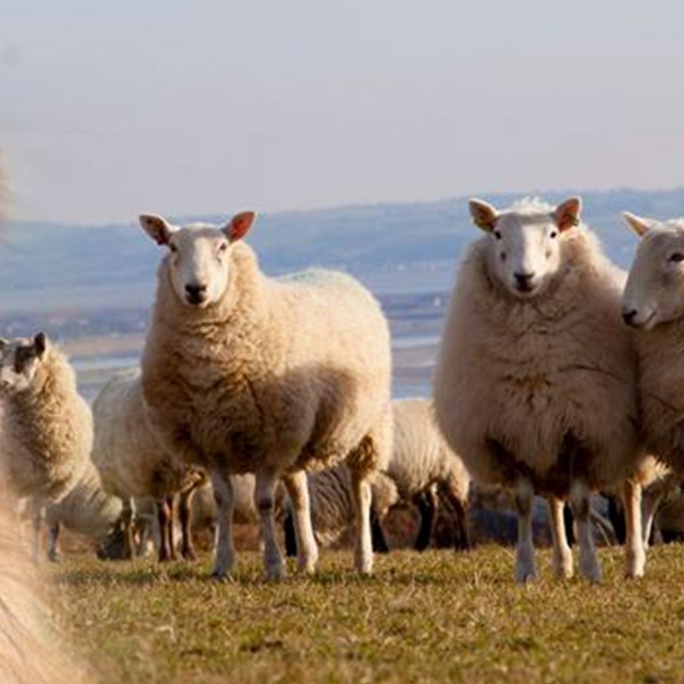 Steps To Protect Flocks From Sheep Worrying